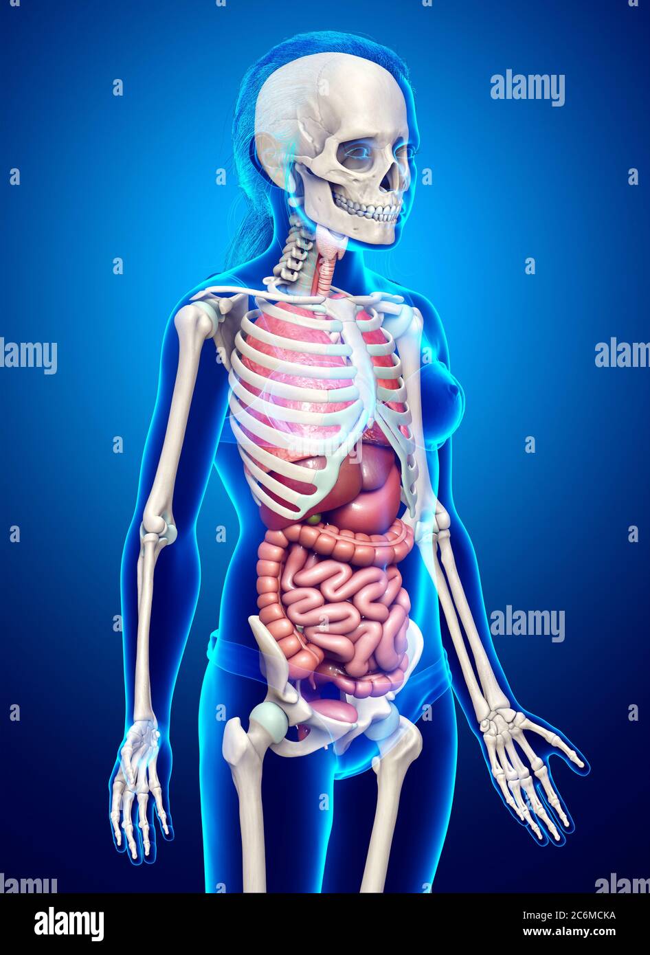 3d rendered medically accurate illustration of girl Internal organs and ...