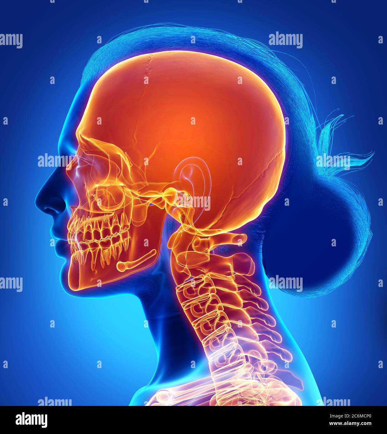 3d rendered, medically accurate illustration highlighted skull Stock ...