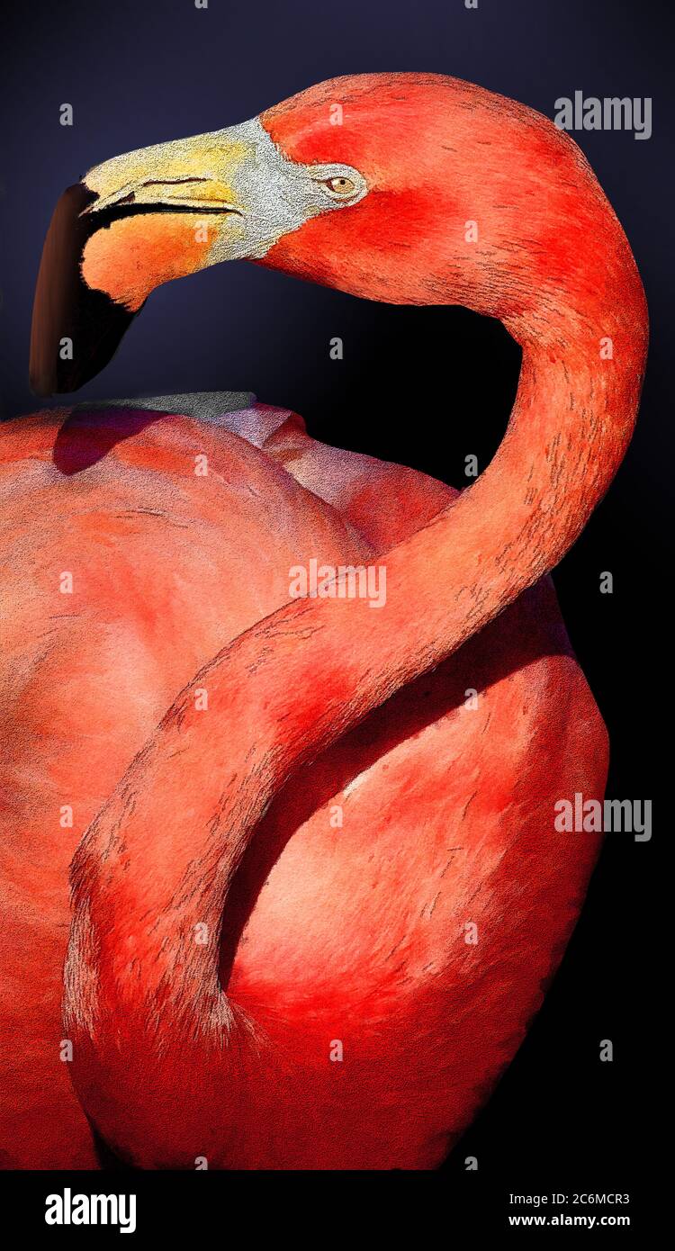 Illustrated flamingo hi-res stock photography and images - Alamy