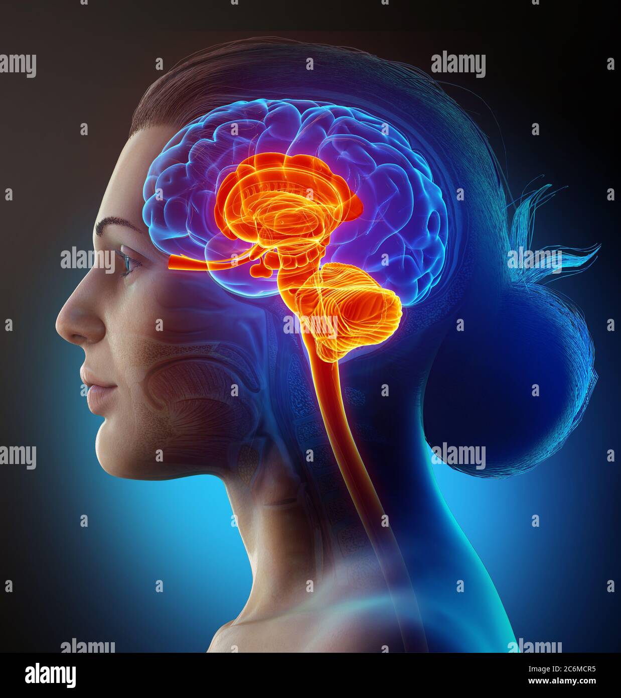 Interior Brain Diagram