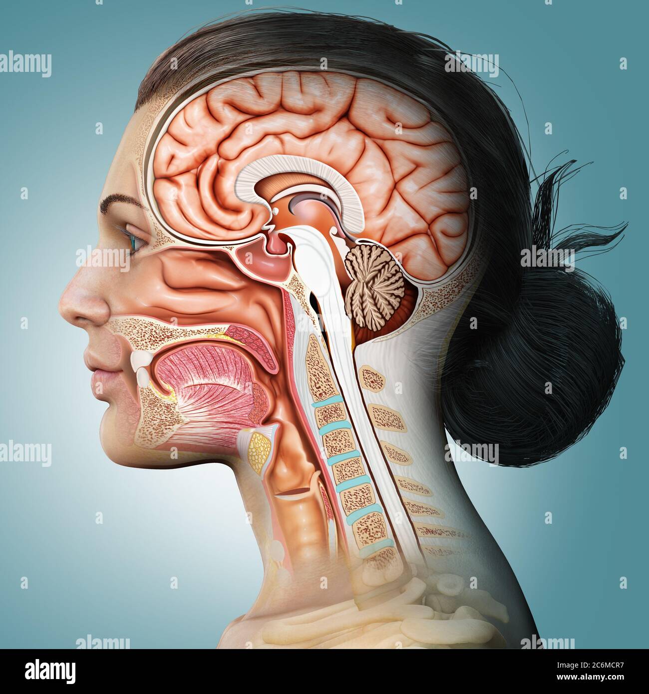 3d rendered, medically accurate illustration of Cross section of female ...