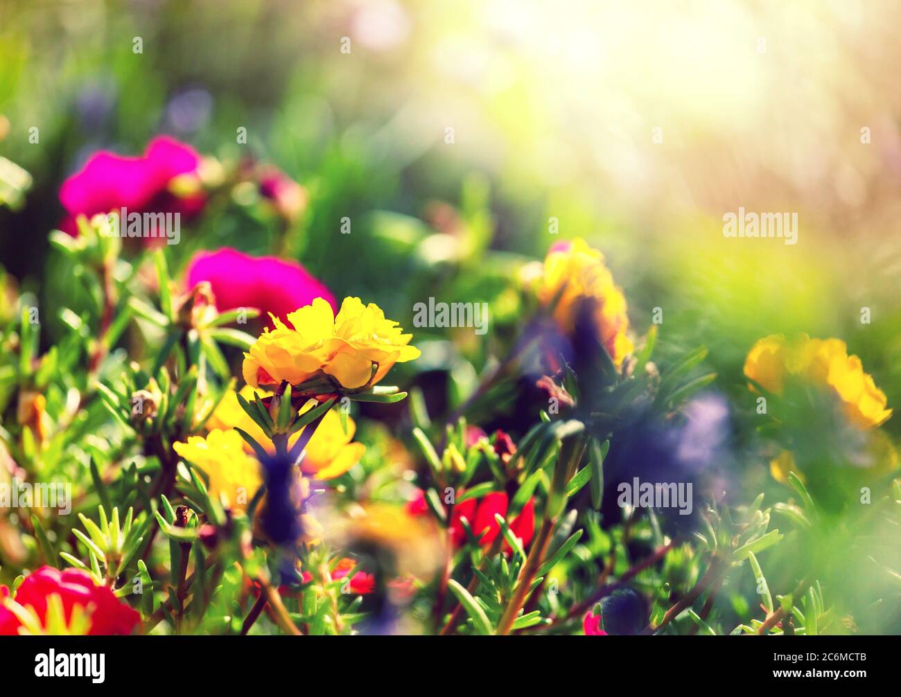 Amazing fresh flowers in summer garden Stock Photo - Alamy