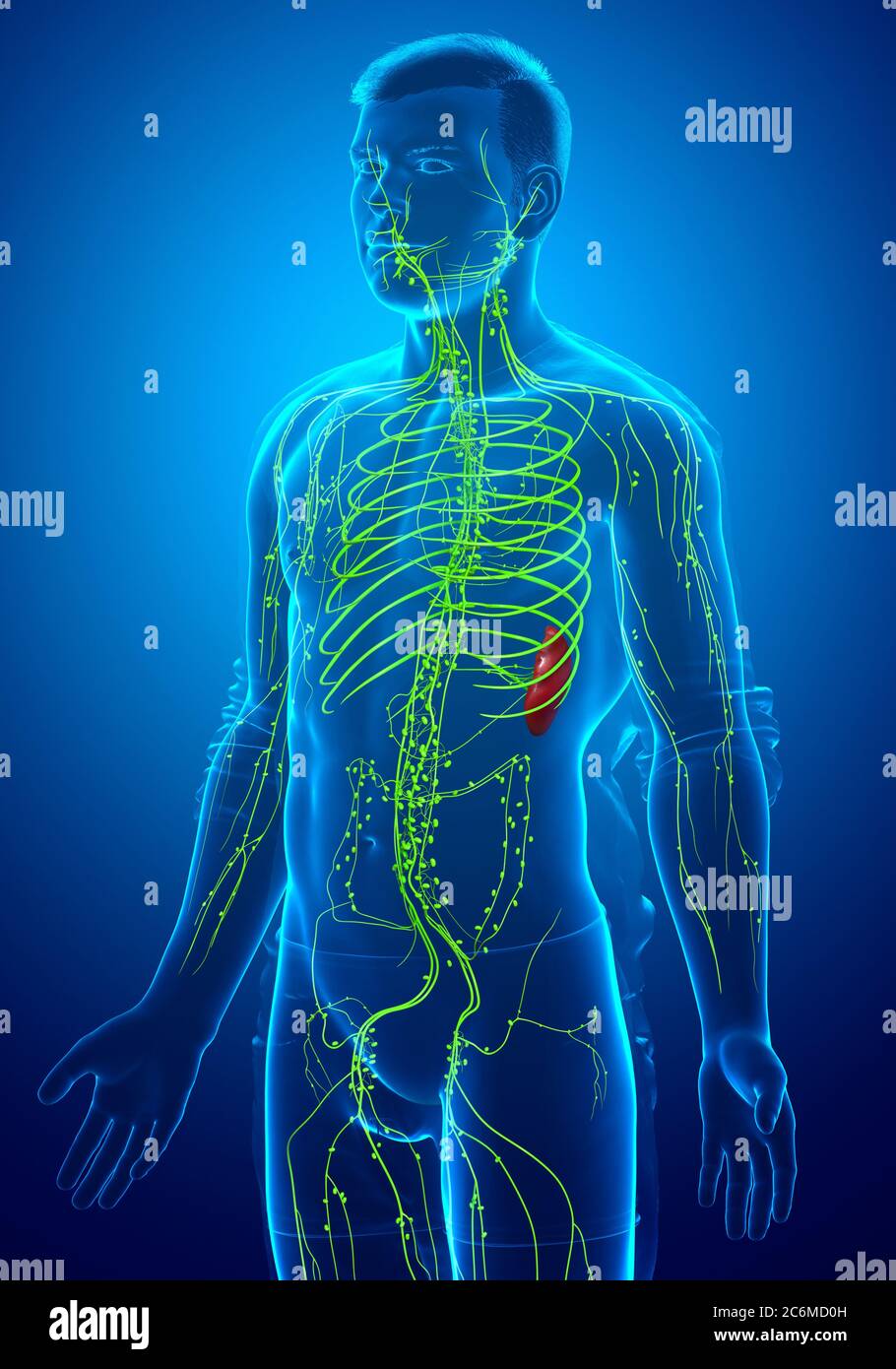 3d rendered medically accurate illustration of a male lymphatic system ...