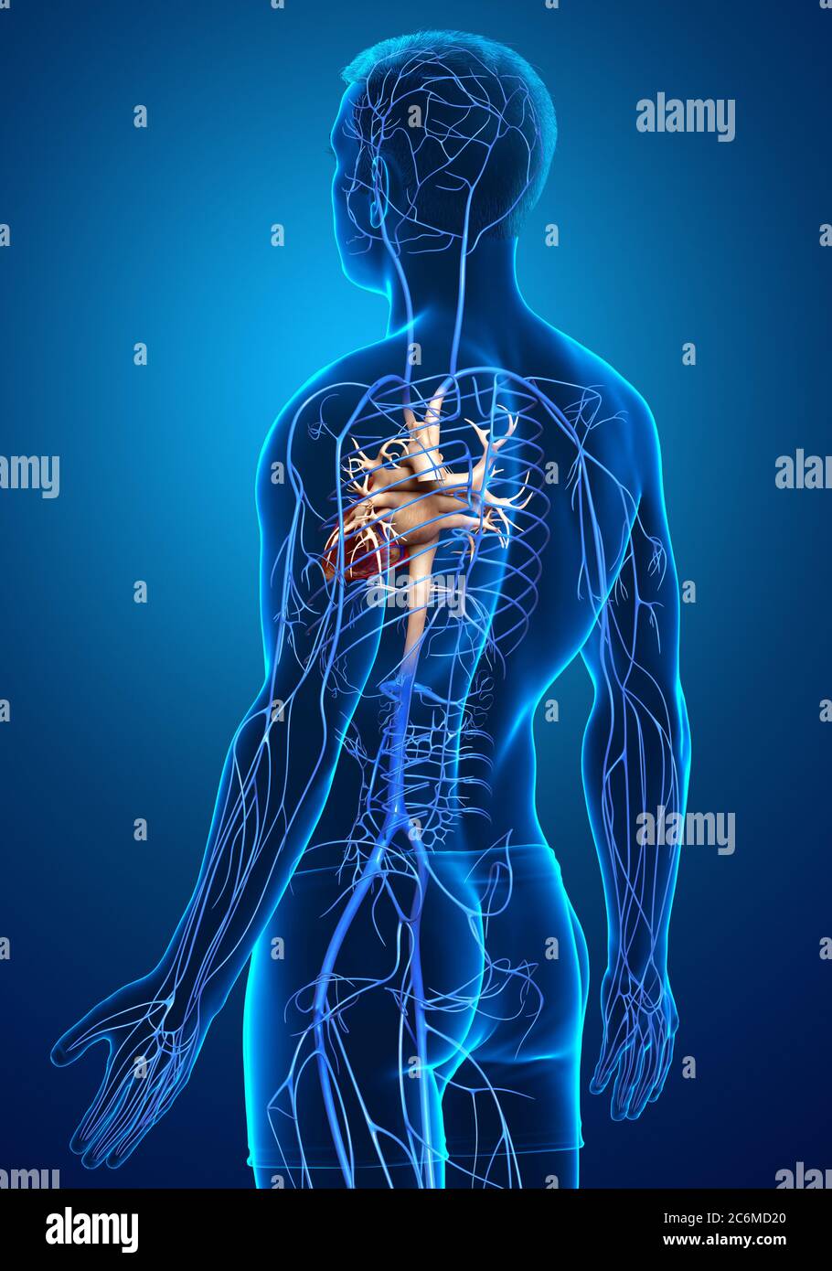 3d rendered medically accurate illustration of a male Veins anatomy ...