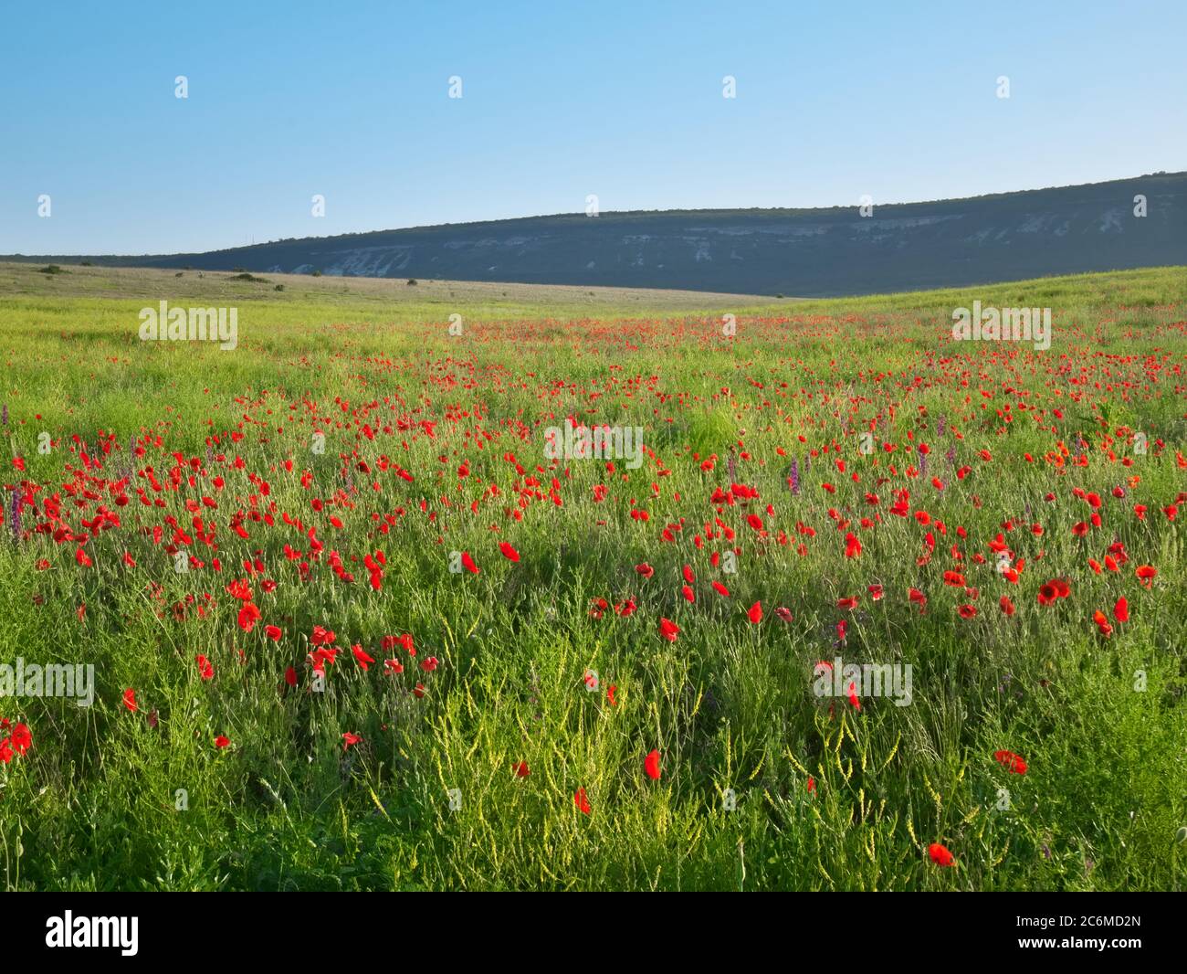 Spring flowers in meadow. Beautiful nature andscapes Stock Photo - Alamy