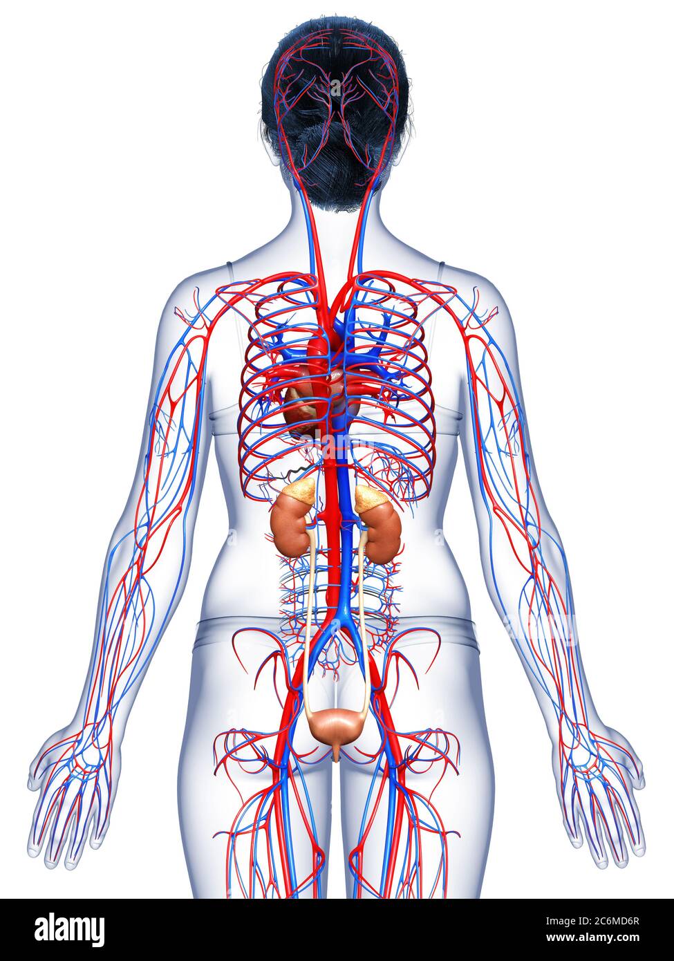 3d rendered, medically accurate illustration of the female kidneys and ...
