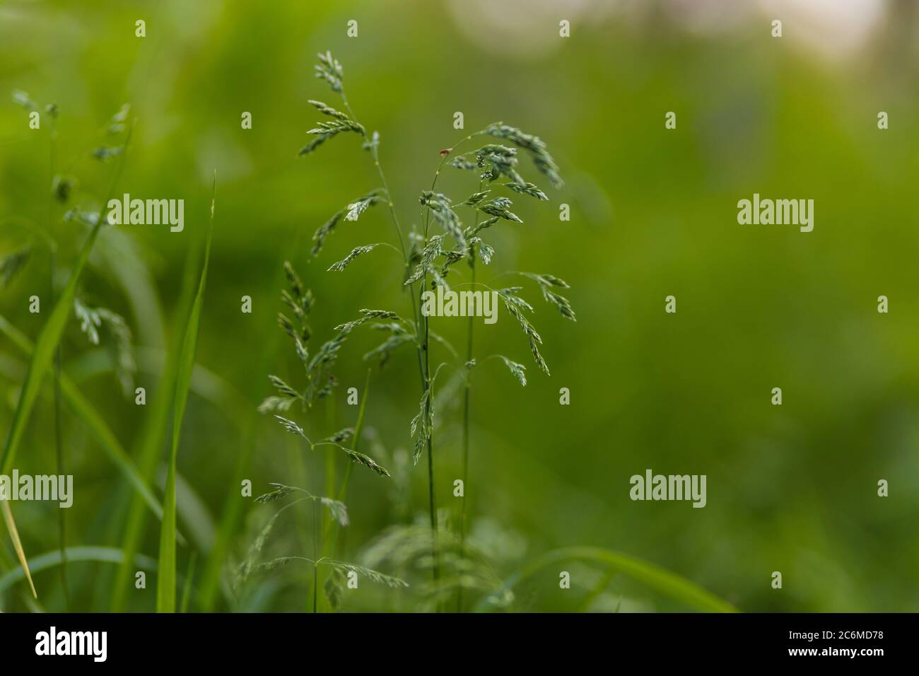 June green grass flowering in the meadow summer time Stock Photo - Alamy