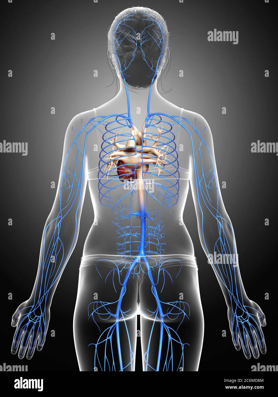 3d rendered medically accurate illustration of a female Veins anatomy ...