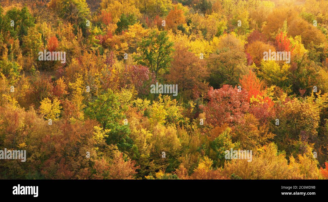 Colorful trees in background hi-res stock photography and images - Alamy