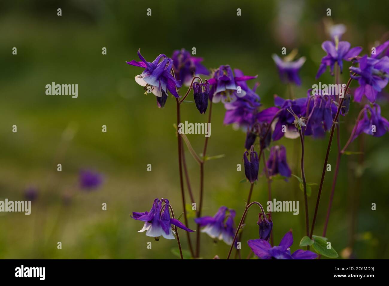 Blooming Blue Columbine Wildflower in the garden soft focus Stock Photo ...