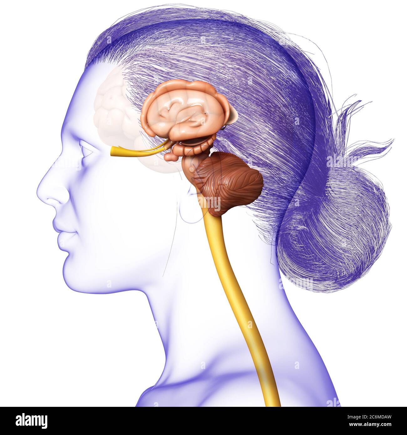 3d rendered medically accurate illustration of the interior brain ...