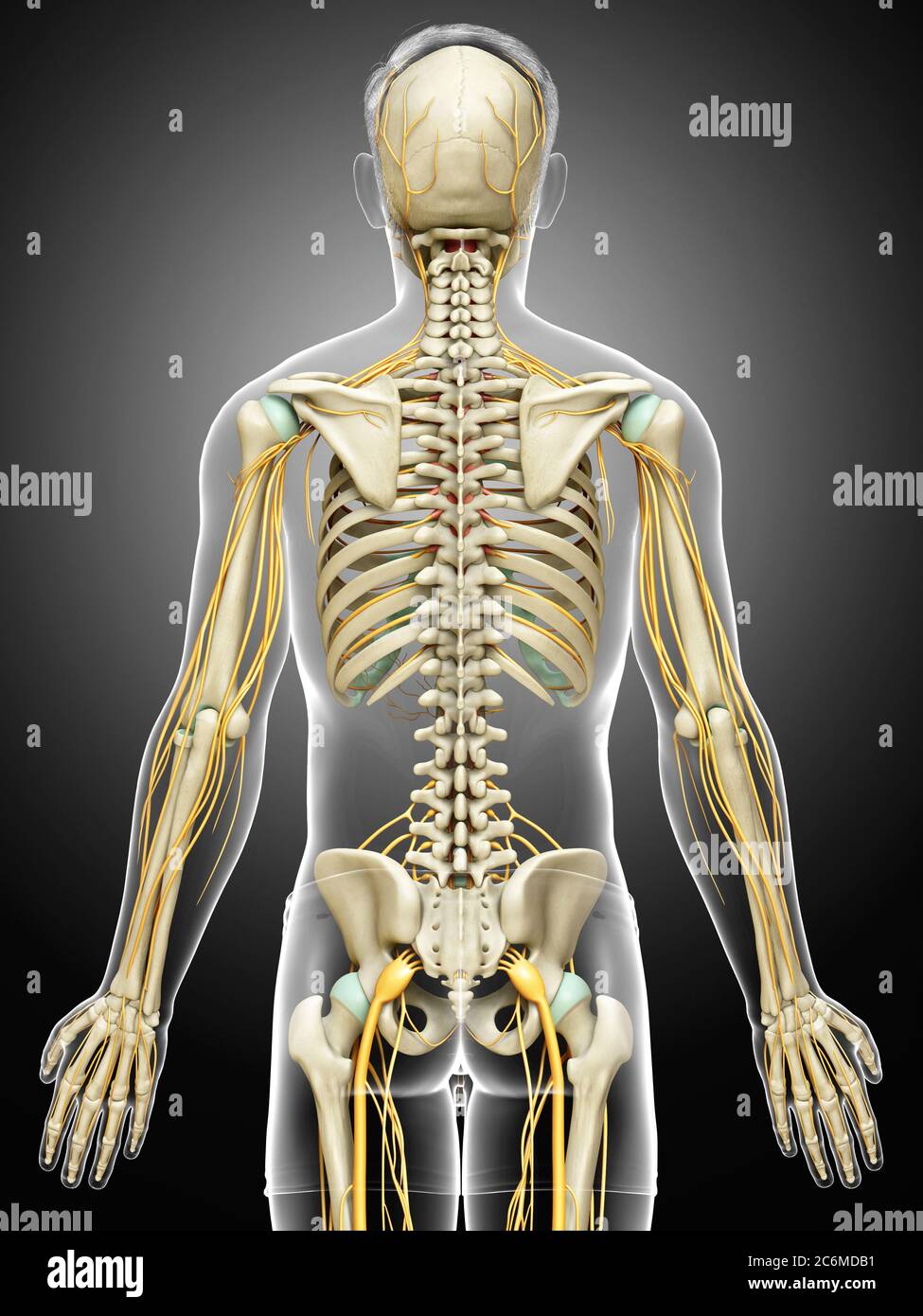 3d rendered medically accurate illustration of the nervous system and ...
