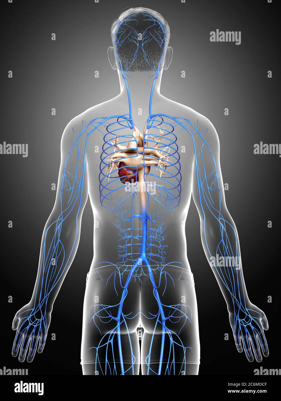 3d rendered medically accurate illustration of a male Veins anatomy ...
