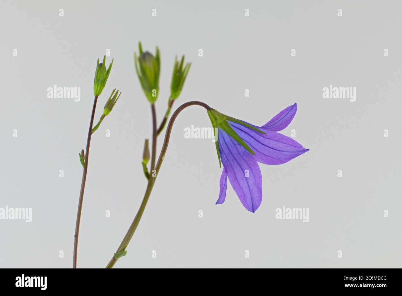 Close-up of a Spreading Bellflower, on a white background, scientific ...