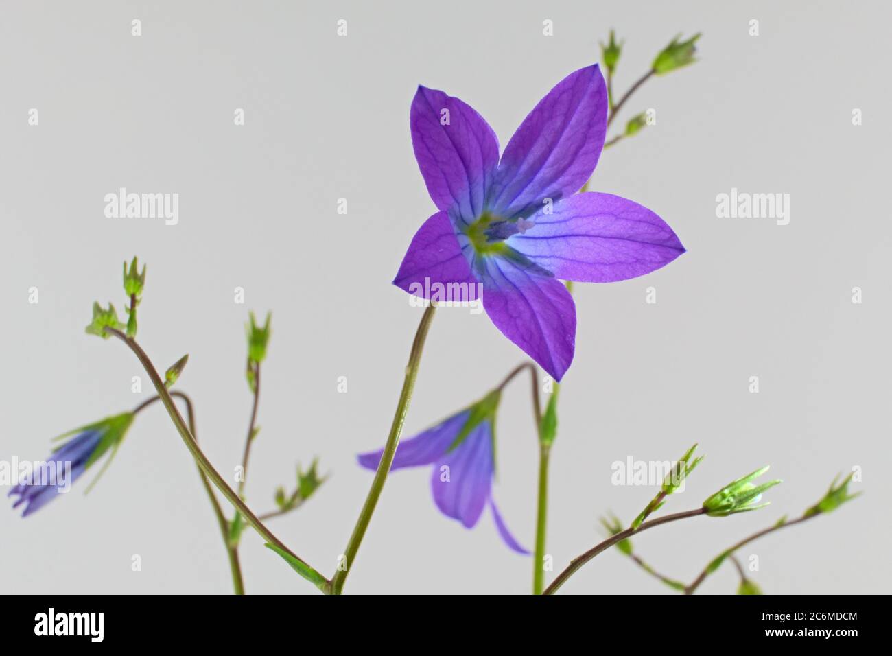 Close-up of a Spreading Bellflower, on a white background, scientific ...