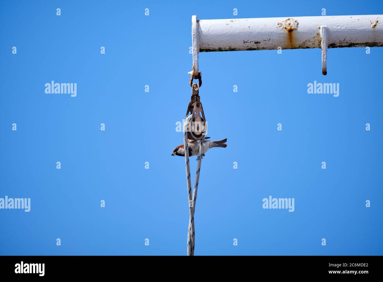 Part of a fishing boat, a sparrow sitting in the mast of a boat against ...