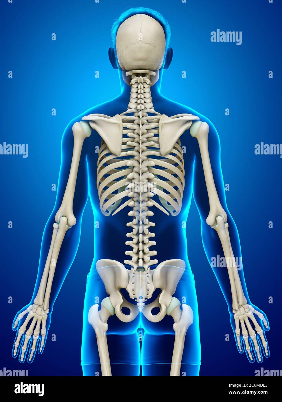 3d rendered, medically accurate illustration of a male skeleton system ...
