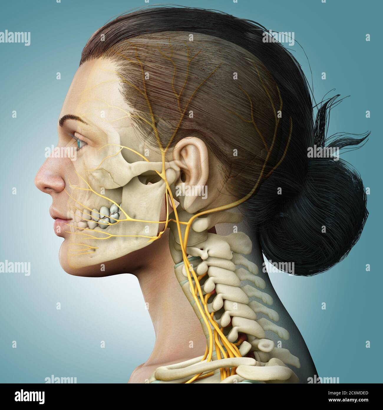3d rendered medically accurate illustration of female head nervous ...
