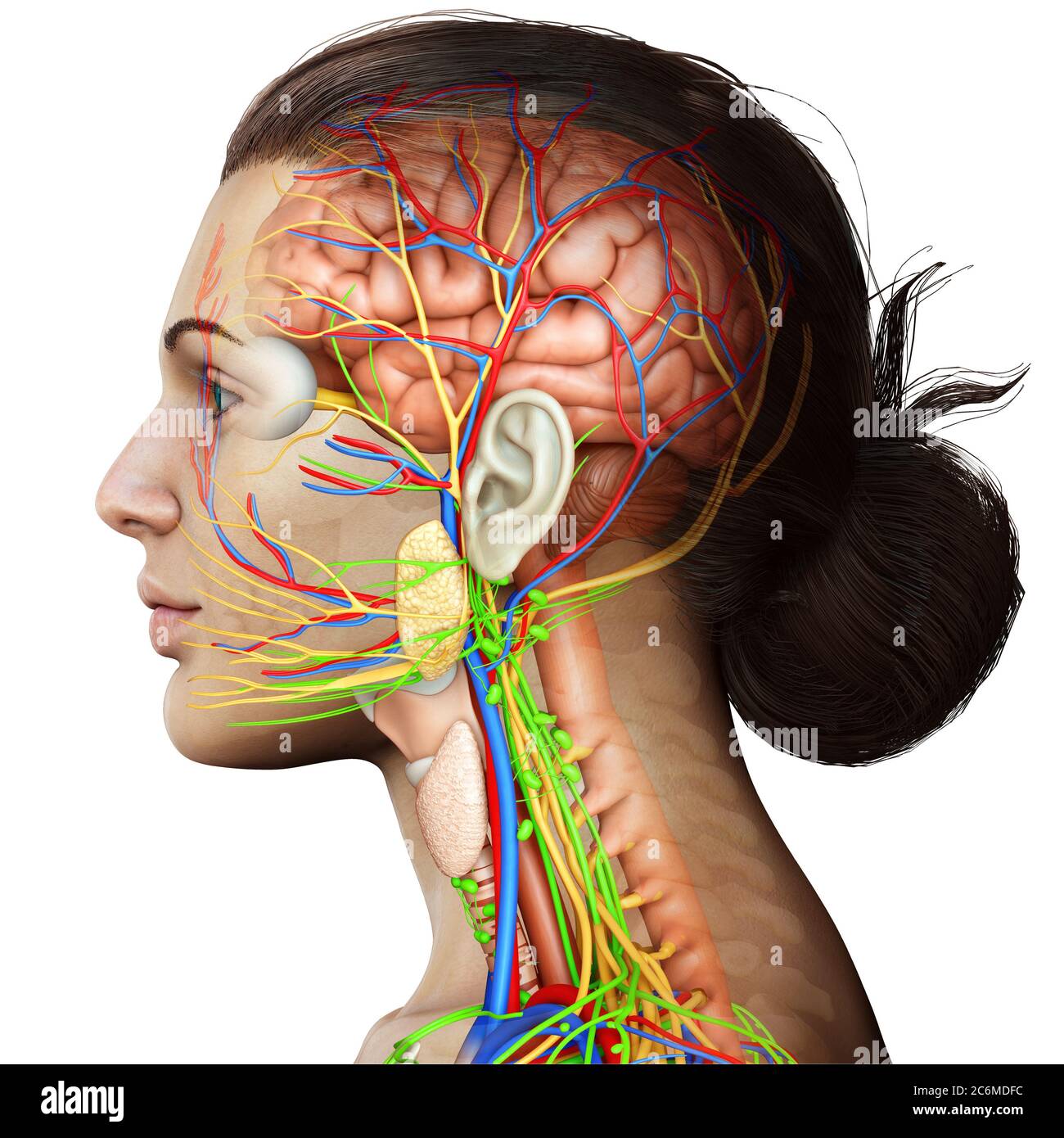 3d rendered medically accurate illustration of a female brain anatomy ...