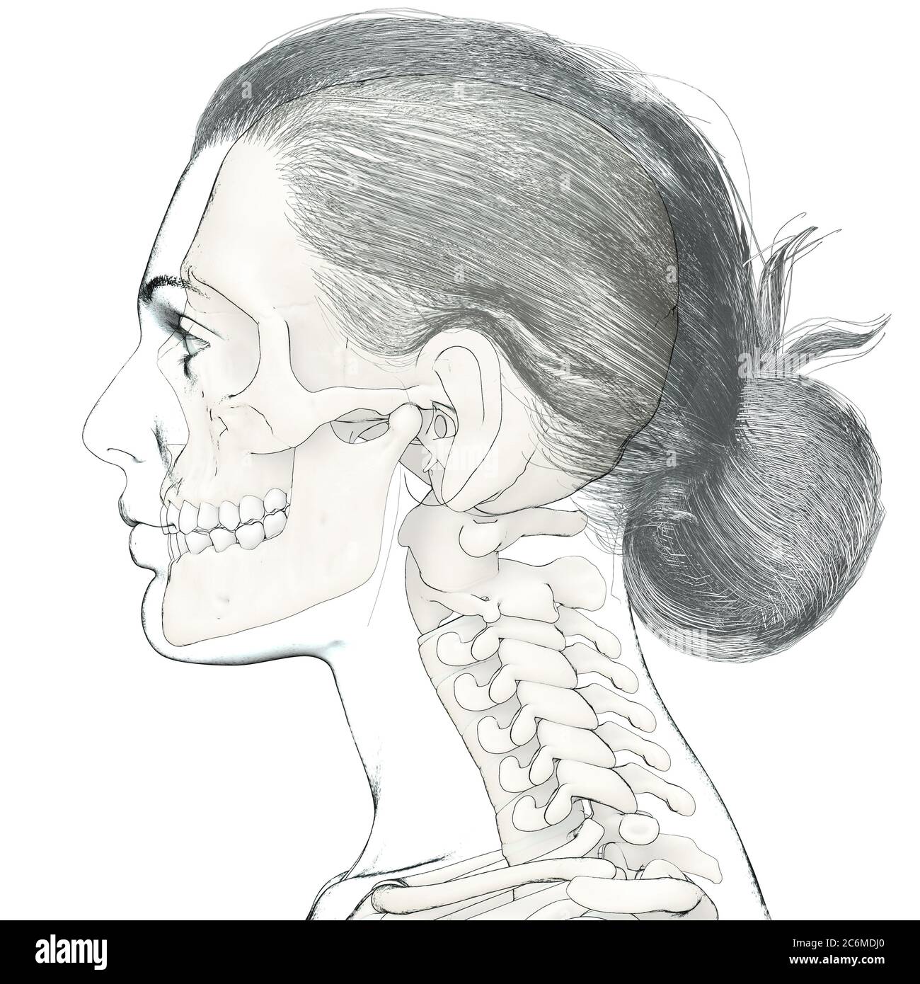 3d rendered medically accurate illustration of a female head anatomy ...