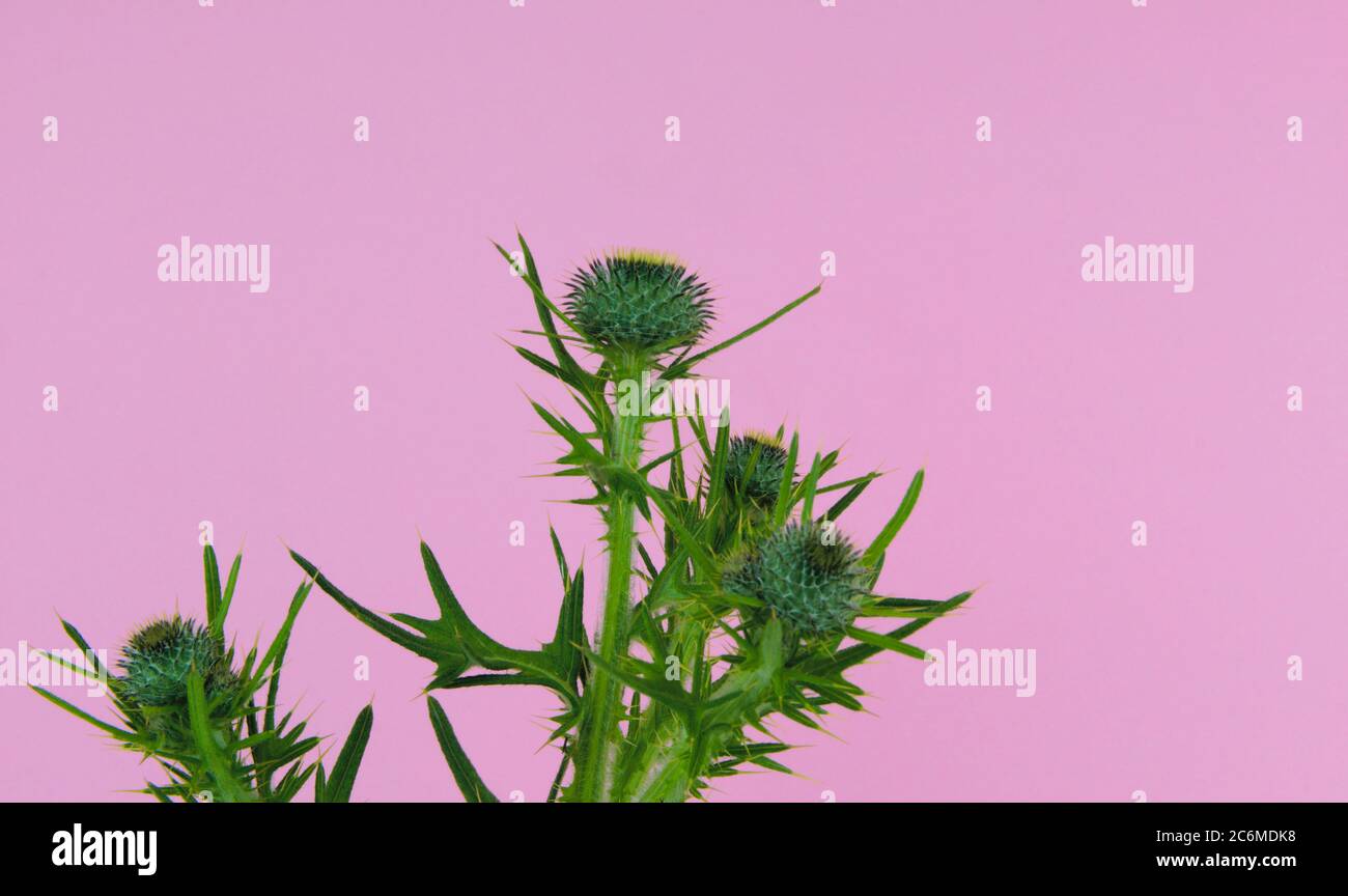 Close-up of the leaf lobes of a spear thistle also kwon as common ...