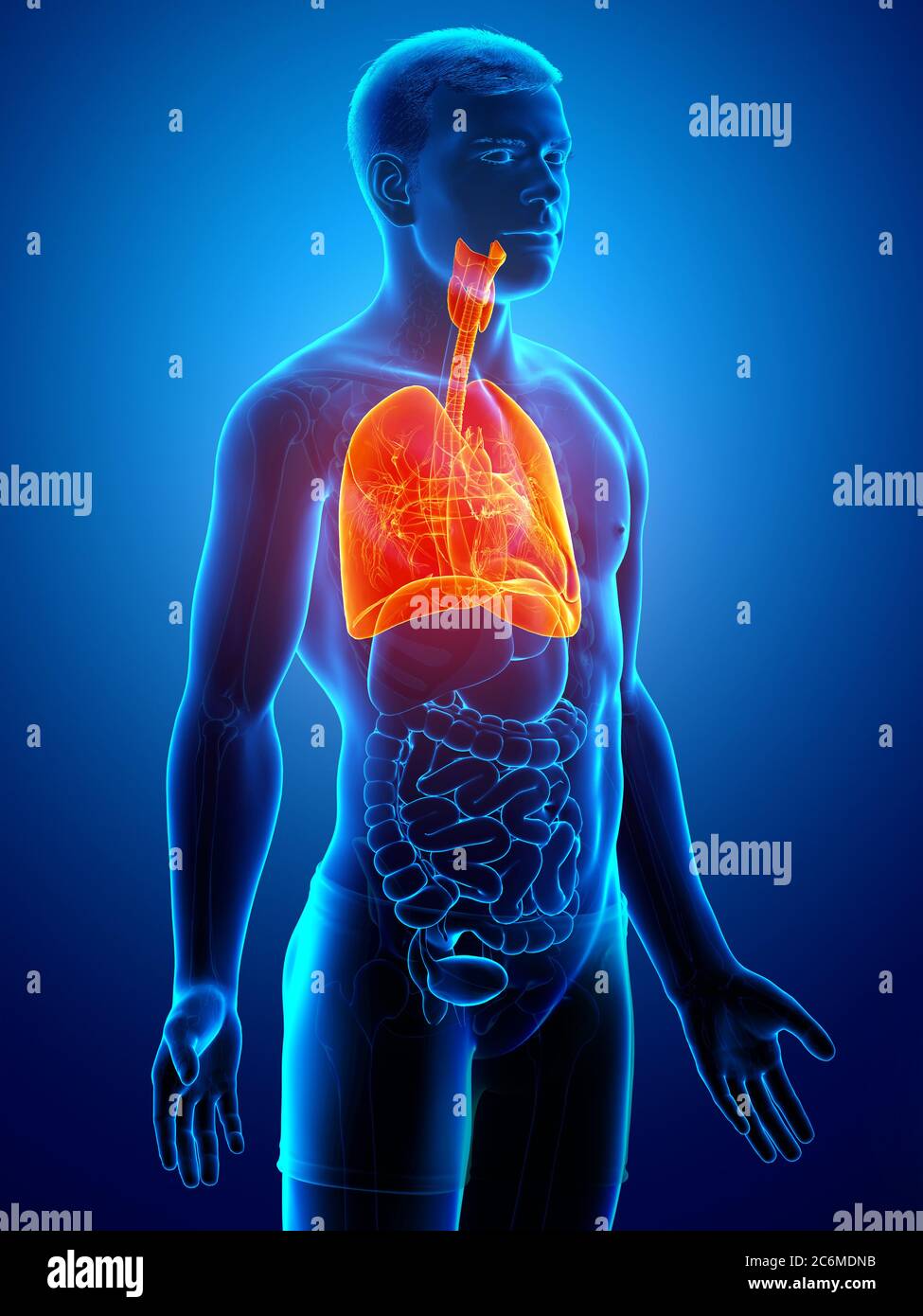 3d rendered, medically accurate illustration of a male lung anatomy ...