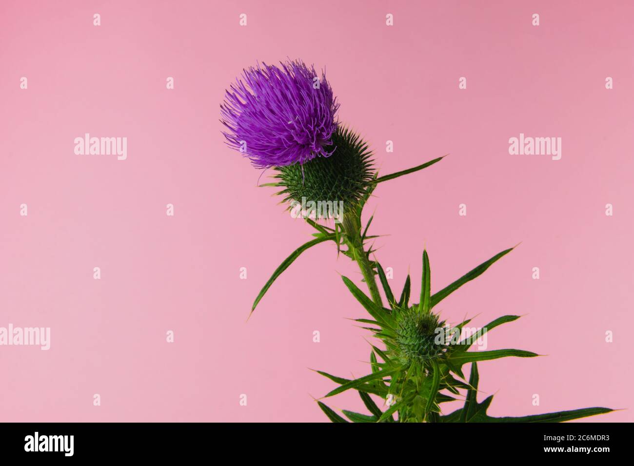Common thistle or spear thistle on a pink background, scientific name ...