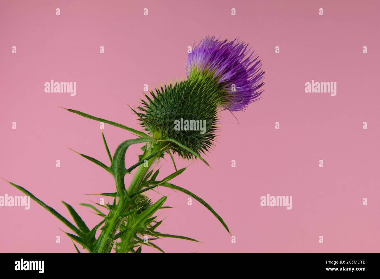 Common thistle or spear thistle on a pink background, scientific name ...