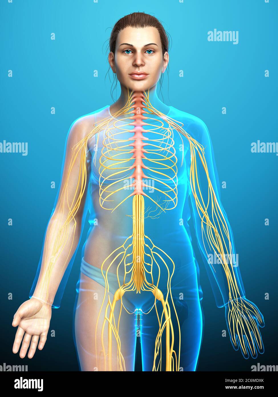 3d rendered medically accurate illustration of a female nervous system ...
