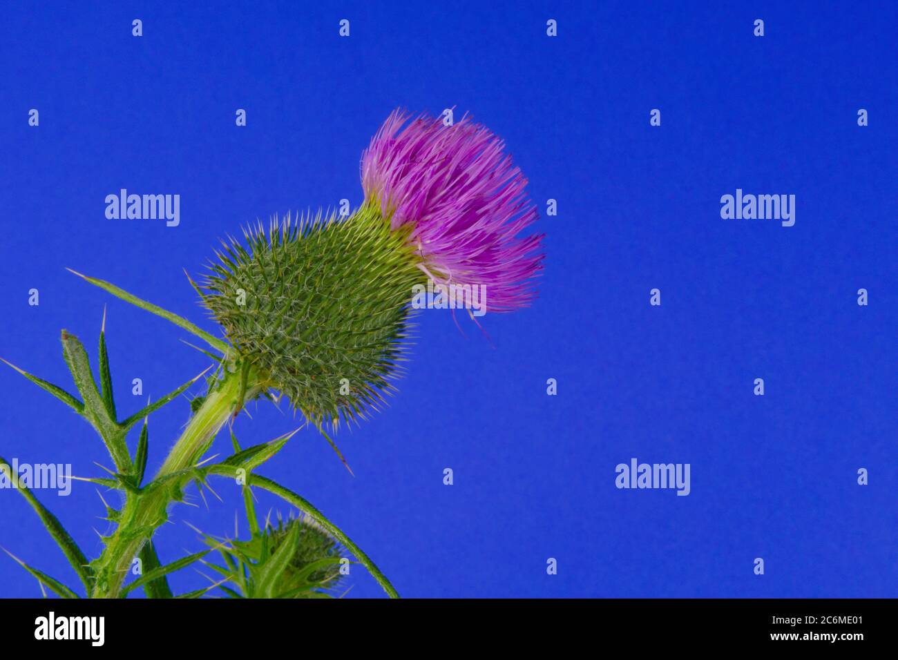 Common thistle or spear thistle on a blue background, scientific name ...