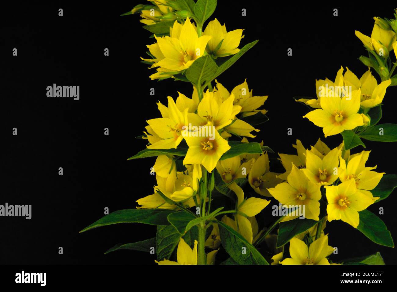 Yellow European flower Dotted Loosestrife isolated on a black ...