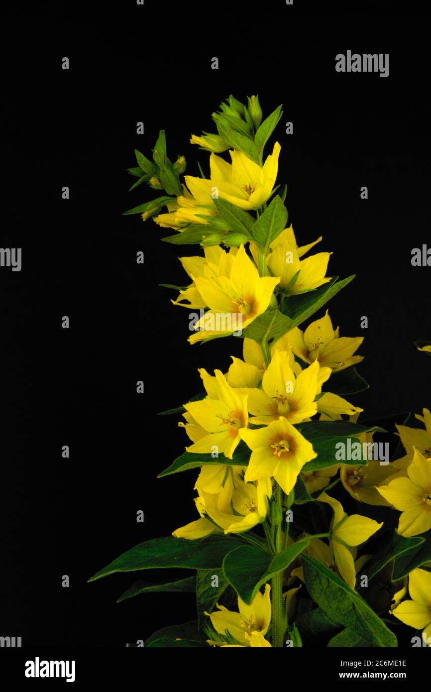 Yellow European flower Dotted Loosestrife isolated on a black ...