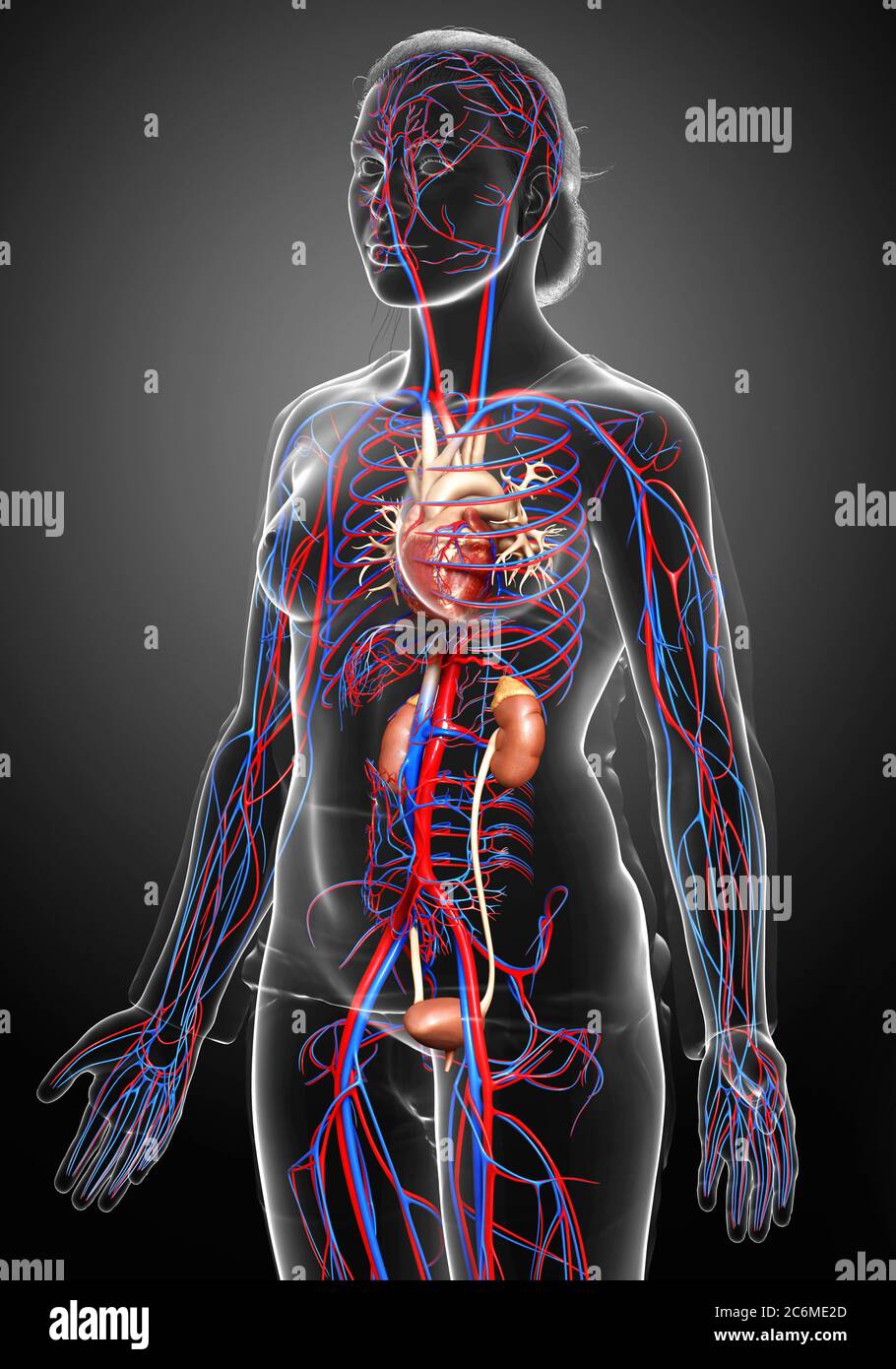3d rendered, medically accurate illustration of the female kidneys and ...