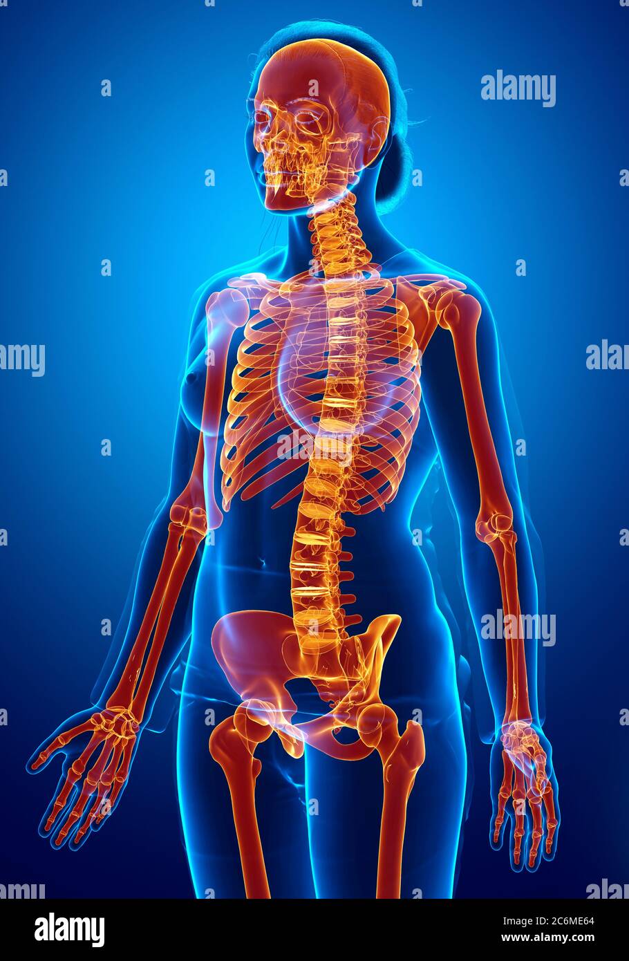 3d rendered, medically accurate illustration of a female skeleton ...