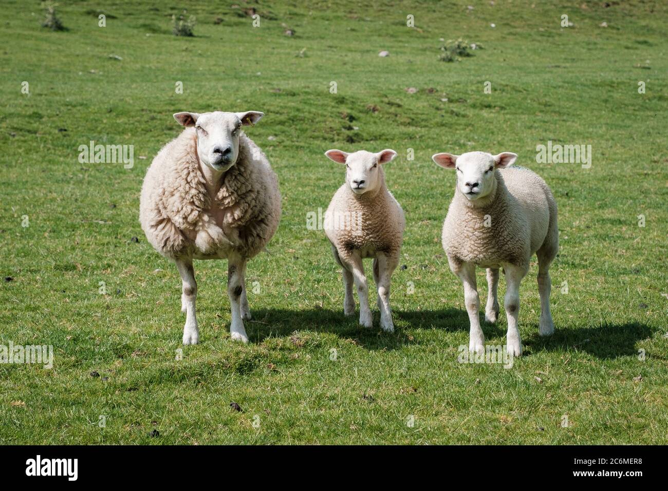 Victorian farm sheep uk hi-res stock photography and images - Alamy