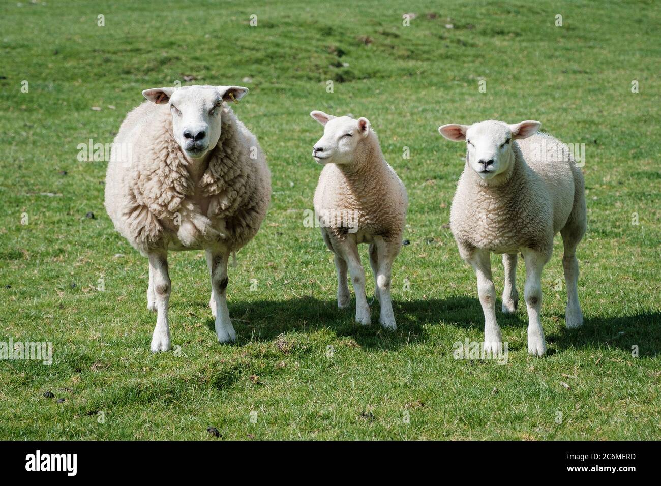 Victorian farm sheep uk hi-res stock photography and images - Alamy