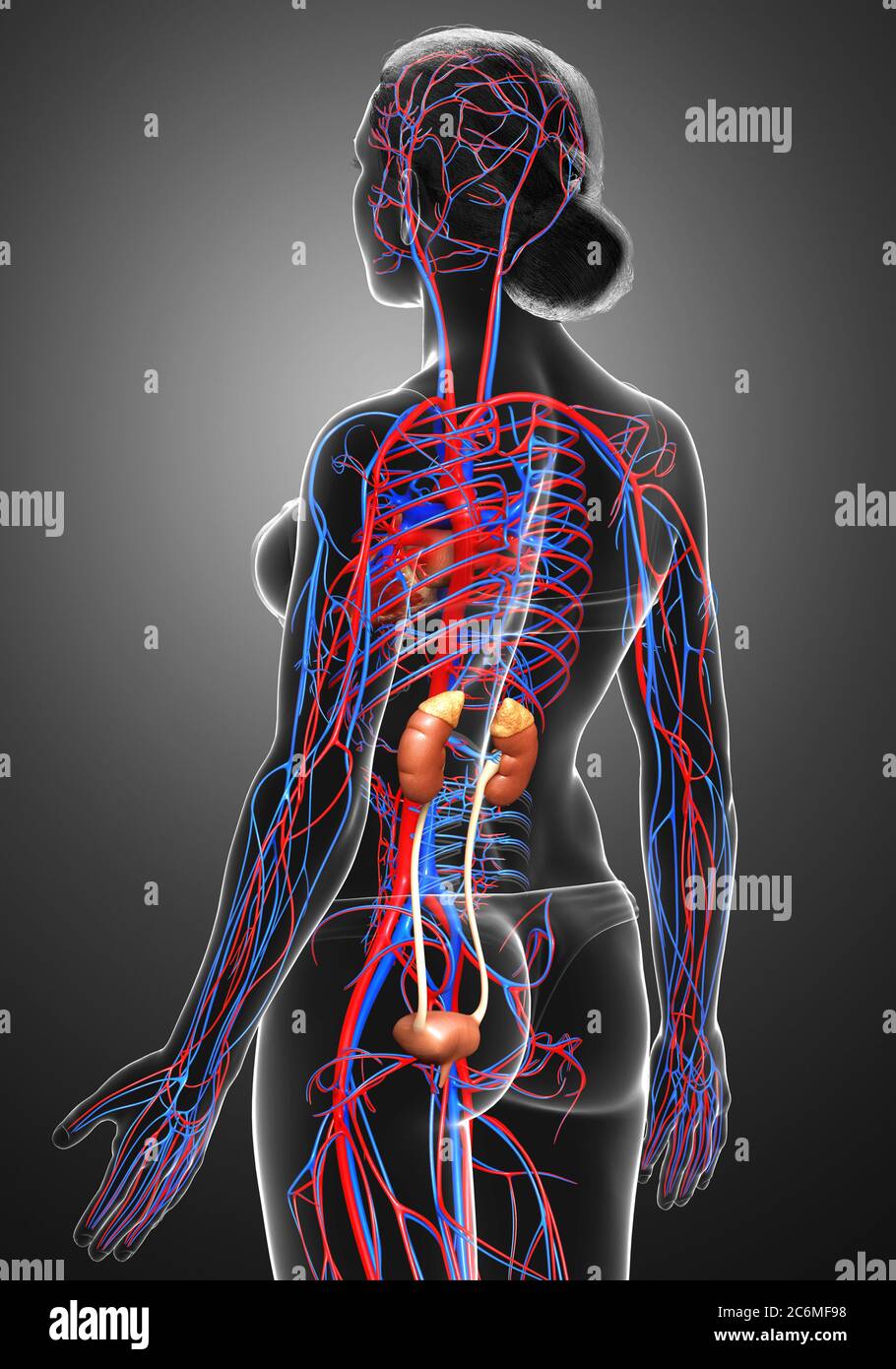 3d rendered, medically accurate illustration of the female kidneys and ...