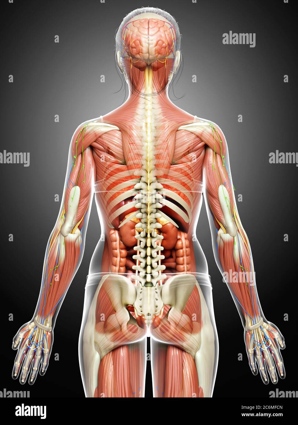 3d rendered medically accurate of the female anatomy Stock Photo - Alamy
