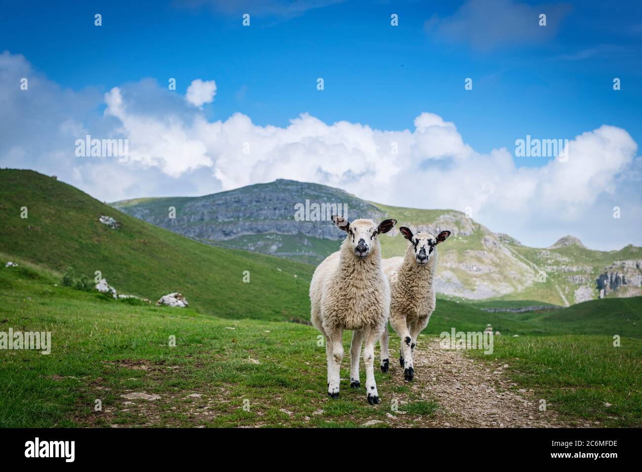 Sheep near Attermire Scar, near Settle, Yorkshire Dales, England , UK ...