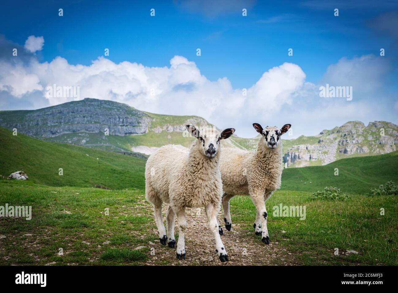 Victorian farm sheep uk hi-res stock photography and images - Alamy