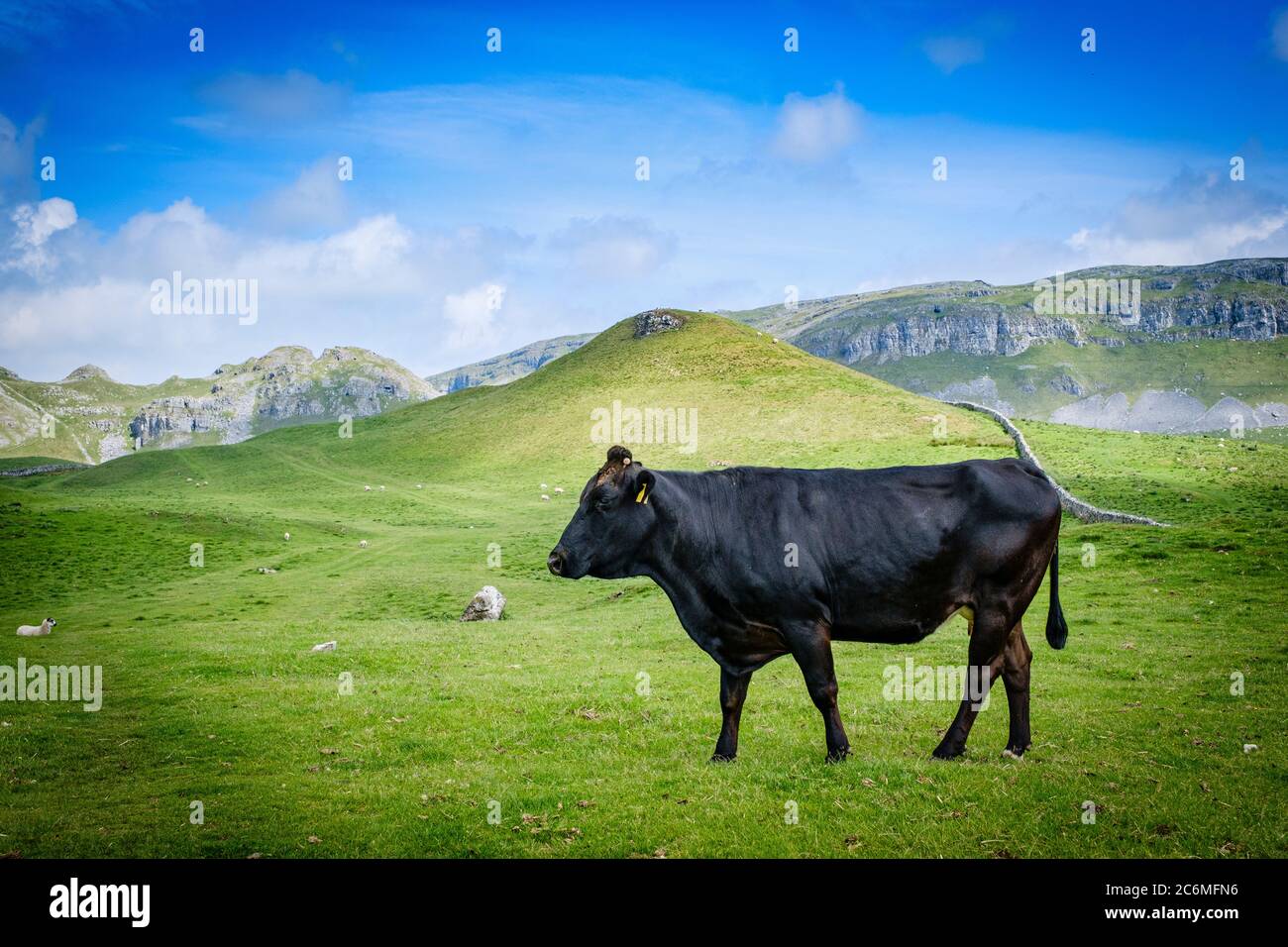 Victorian england farm, cows hi-res stock photography and images - Alamy