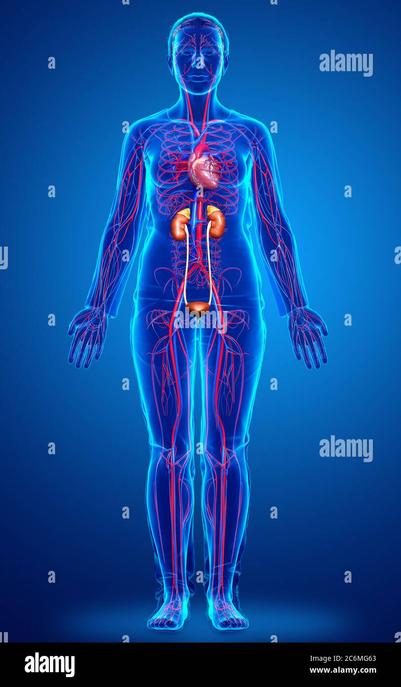 3d rendered, medically accurate illustration of the female kidneys and ...