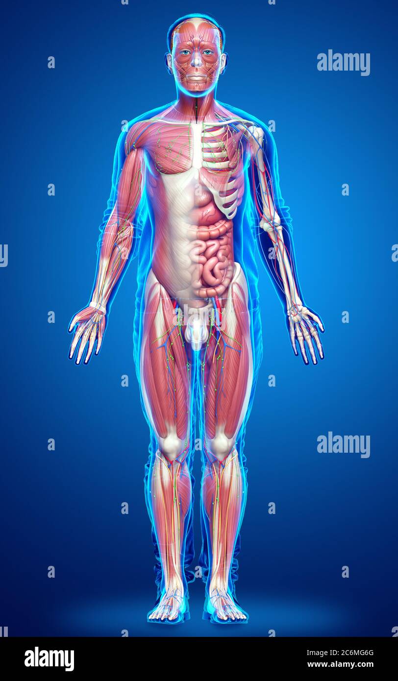 3d rendered medically accurate of the male anatomy Stock Photo - Alamy