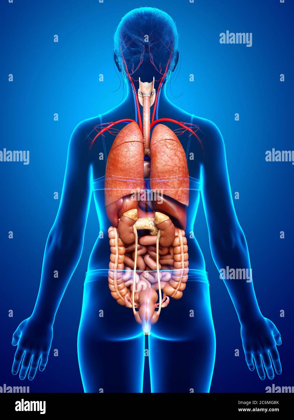 3d rendered medically accurate illustration of female Internal organs ...