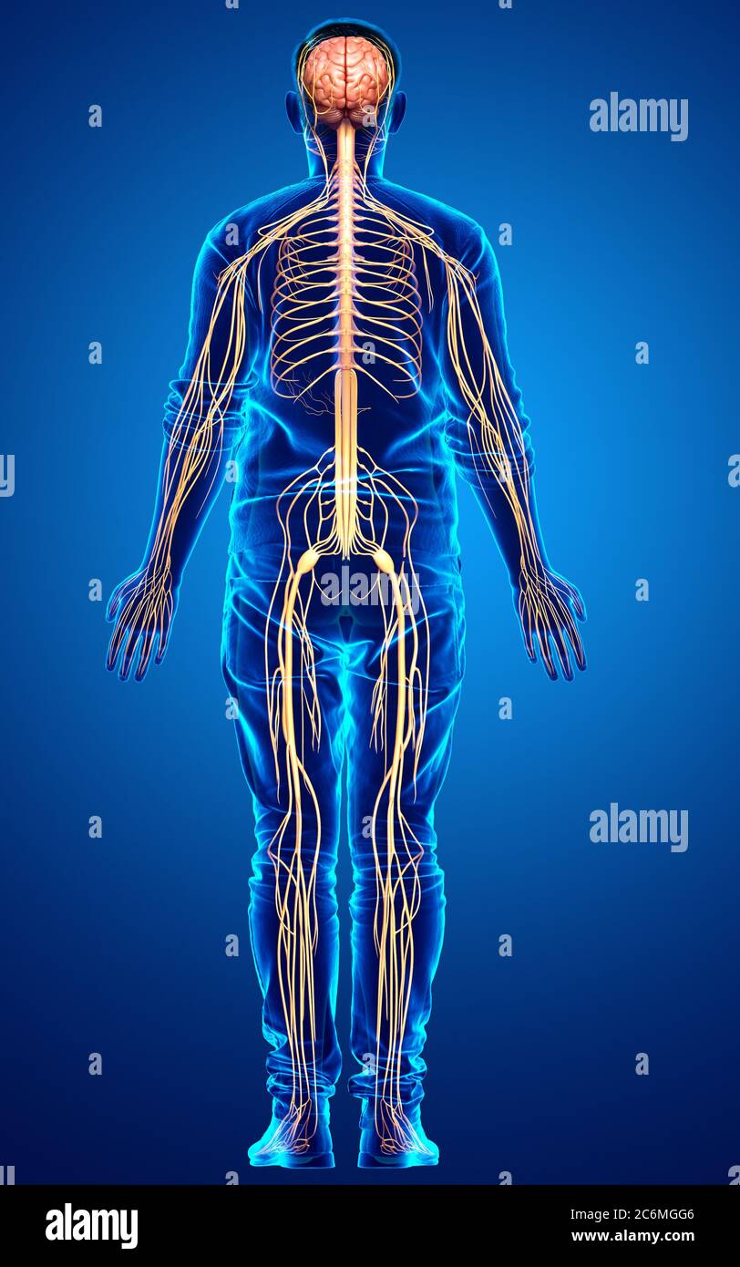 3d rendered medically accurate illustration of a male nervous system ...