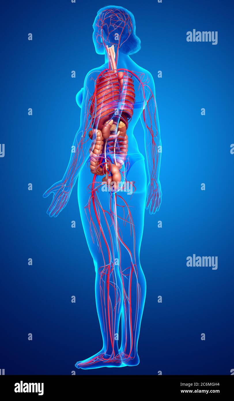 3d rendered medically accurate illustration of the female circulatory ...