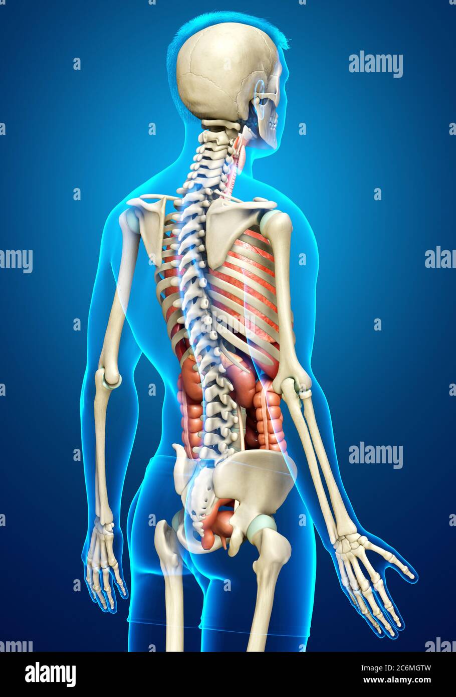 3d rendered medically accurate illustration of male Internal organs and ...