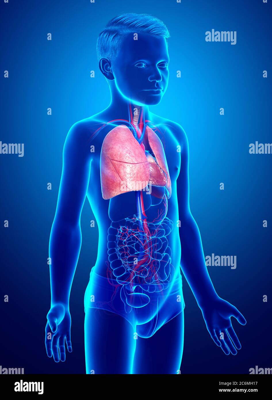 3d rendered, medically accurate illustration of a young boy lung ...