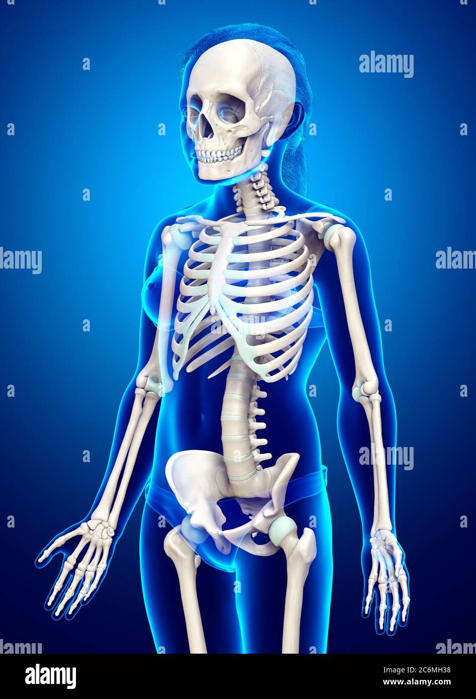 Skeletal system of a girl hi-res stock photography and images - Alamy