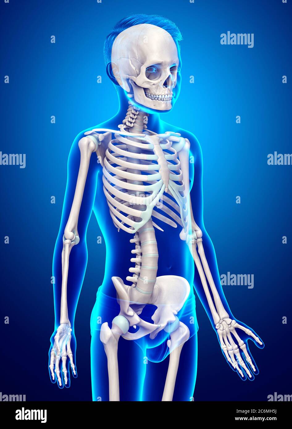 3d rendered, medically accurate illustration of a young boy skeleton ...